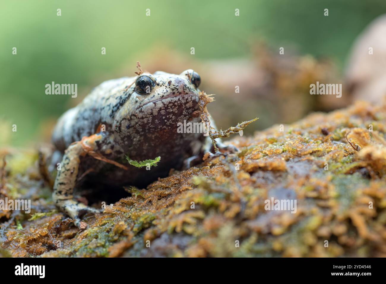 The smooth-fingered narrow-mouthed frog in the moss Stock Photo - Alamy