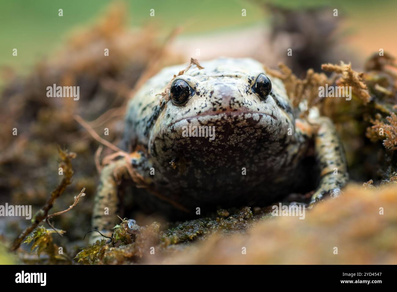 The smooth-fingered narrow-mouthed frog in the moss Stock Photo - Alamy
