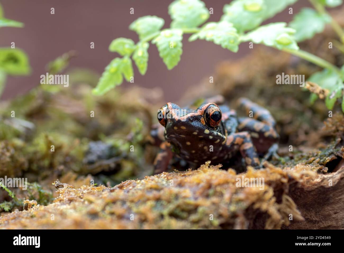 The spotted stream frog inside a bush Stock Photo - Alamy