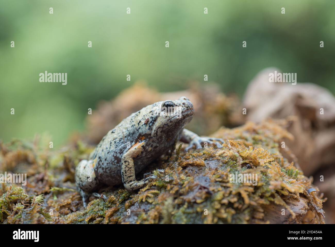 The smooth-fingered narrow-mouthed frog in the moss Stock Photo - Alamy