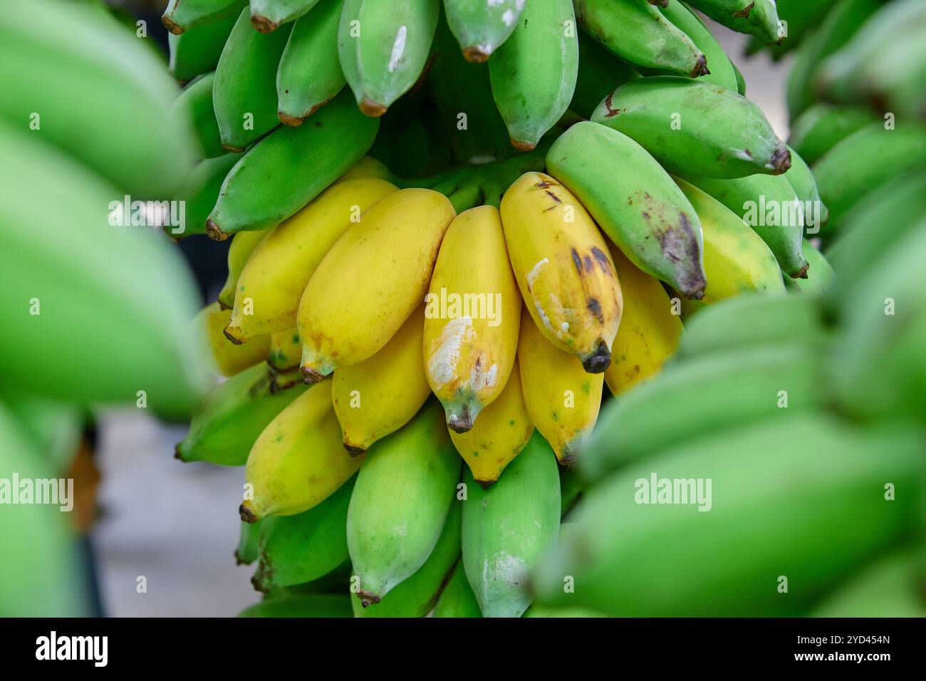 Bunch of ripe and raw bananas for sale at market stall Stock Photo - Alamy