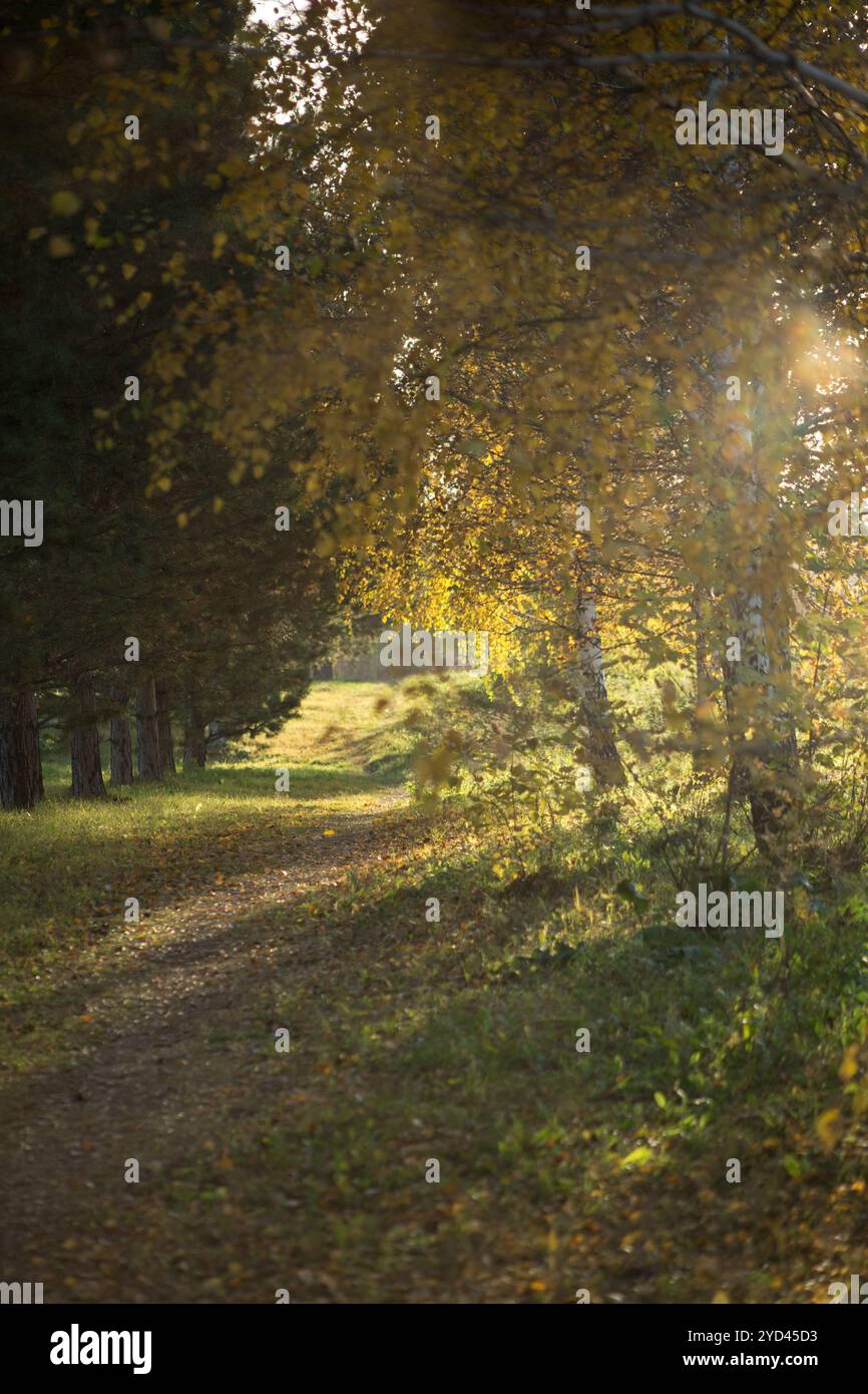 Birch maple fall forest in hi-res stock photography and images - Alamy