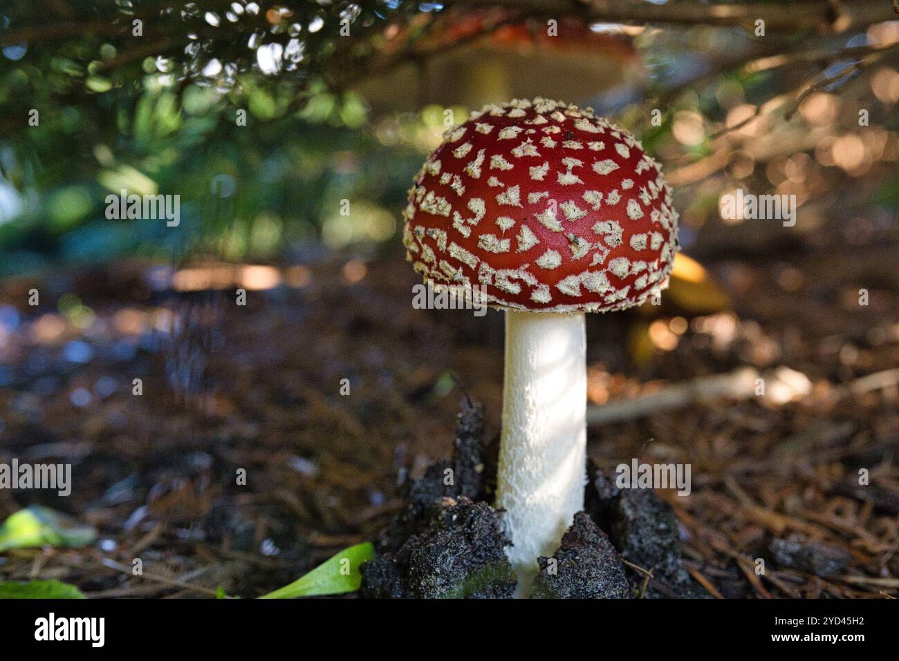 Fliegenpilz, Fly agaric, Amanita muscaria, Pilz, mushroom, rot, weiss ...