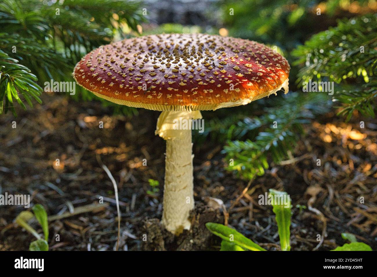 Fliegenpilz, Fly agaric, Amanita muscaria, Pilz, mushroom, rot, weiss ...