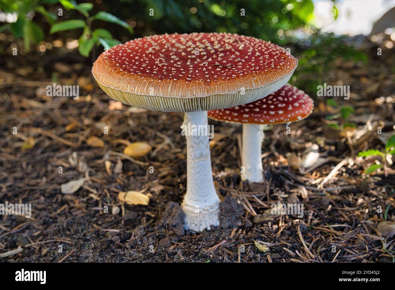 Fliegenpilz, Fly agaric, Amanita muscaria, Pilz, mushroom, rot, weiss ...