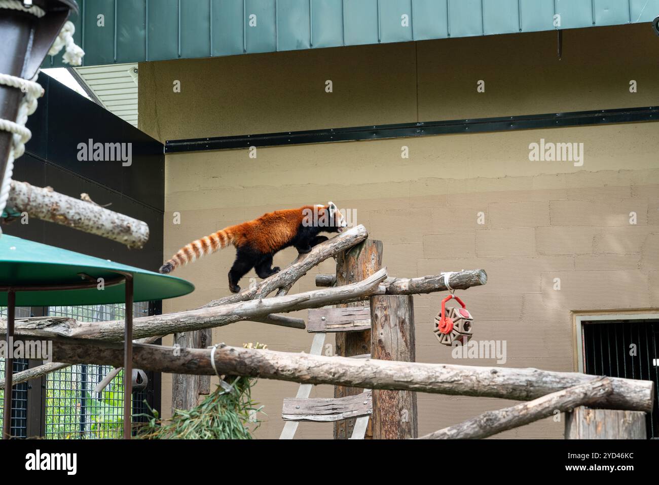 Cute red panda living in a zoo in Japan with tree branch, wooden house ...