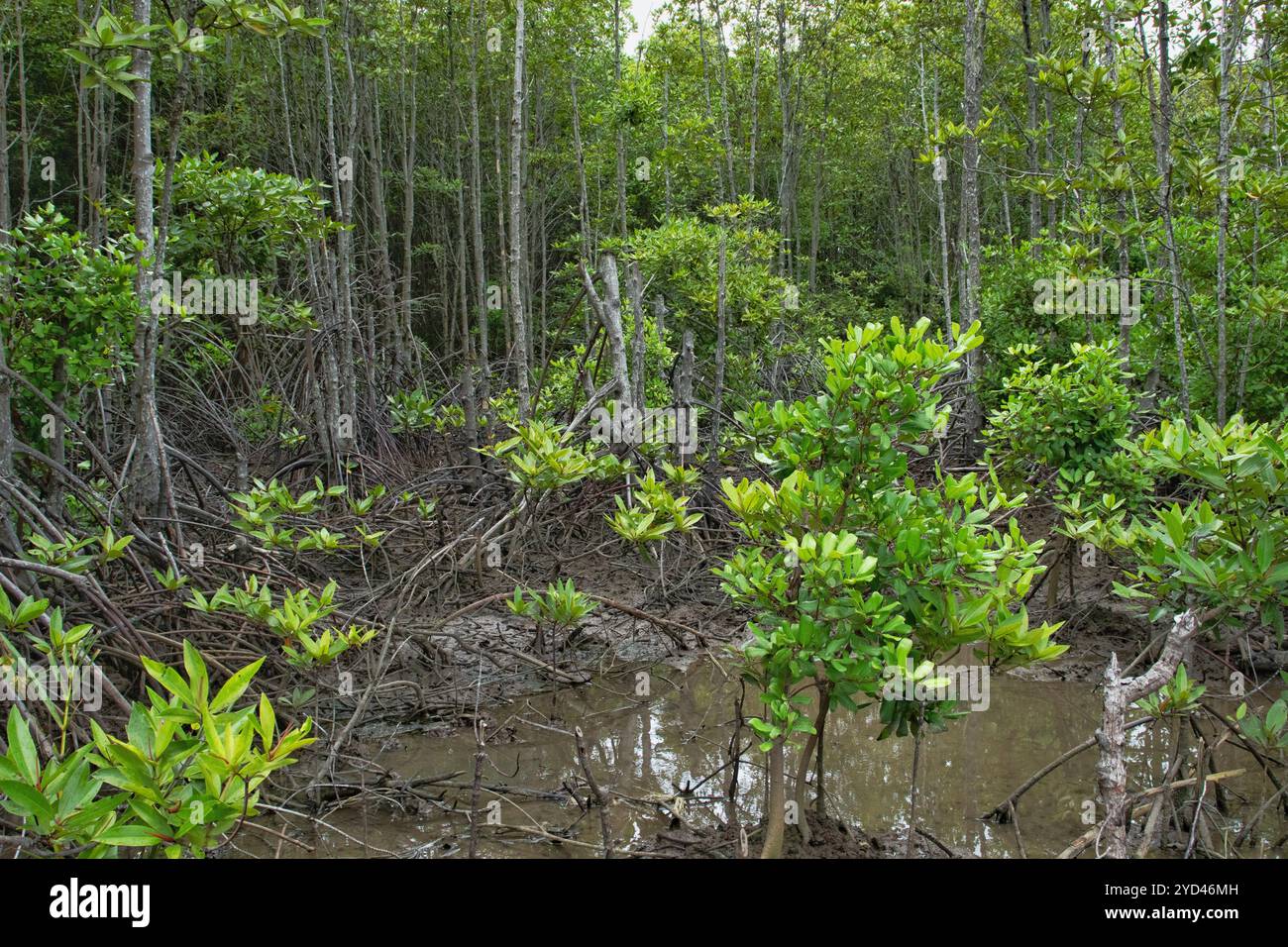 Green mangrove forest view. Mangrove ecosystem Stock Photo - Alamy
