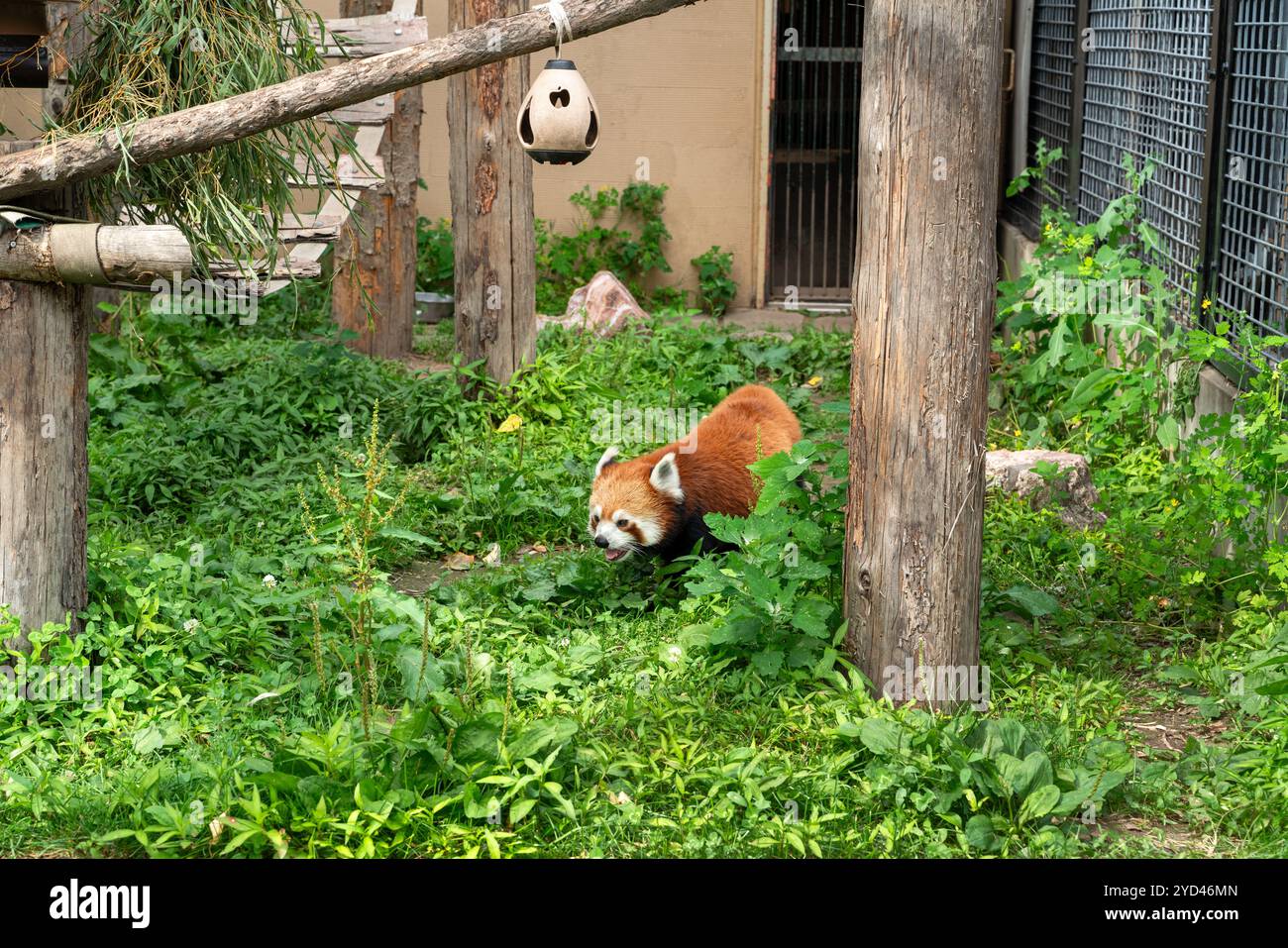 Cute red panda living in a zoo in Japan with tree branch, wooden house ...