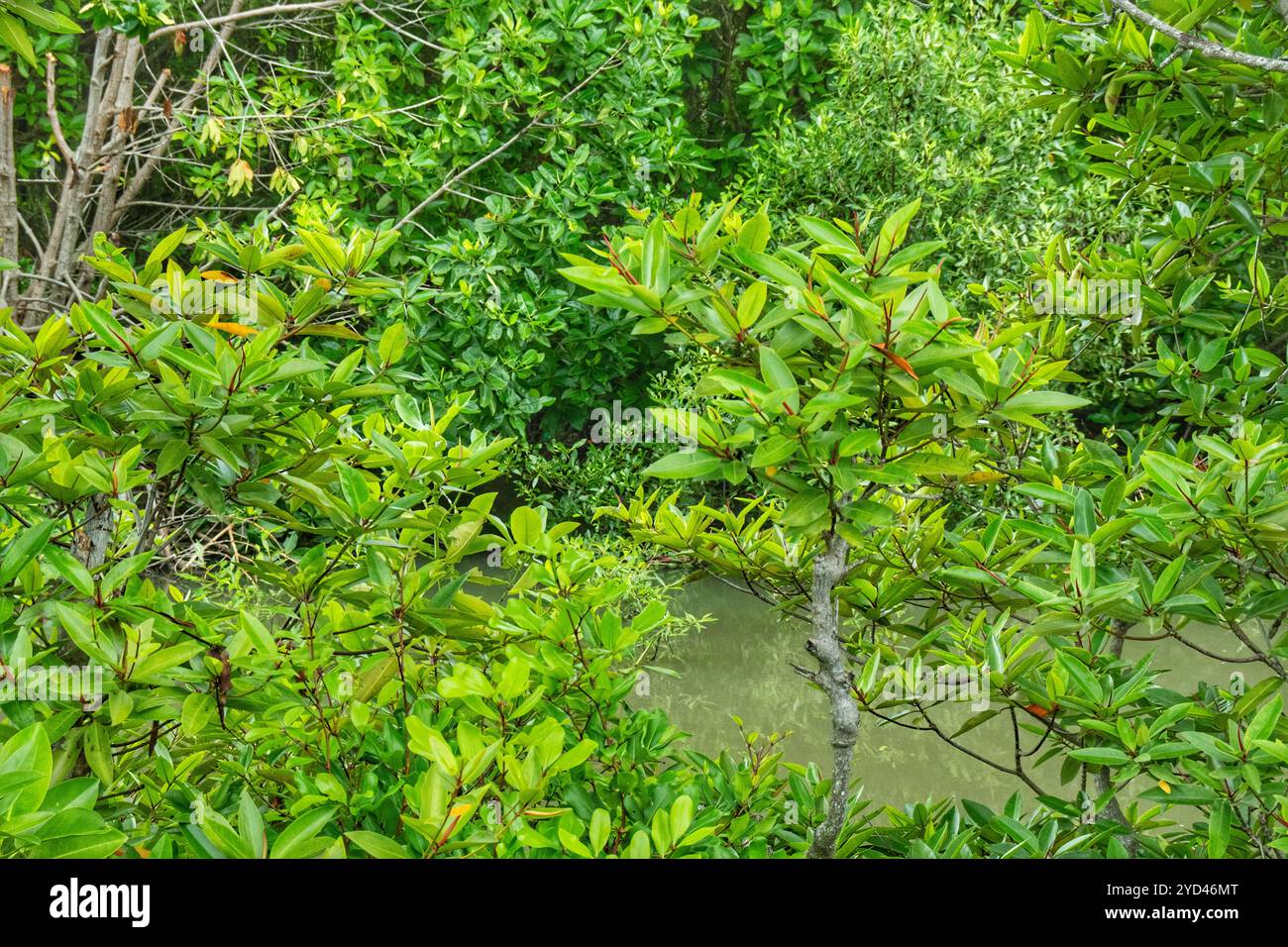 Green mangrove forest view. Mangrove ecosystem Stock Photo - Alamy