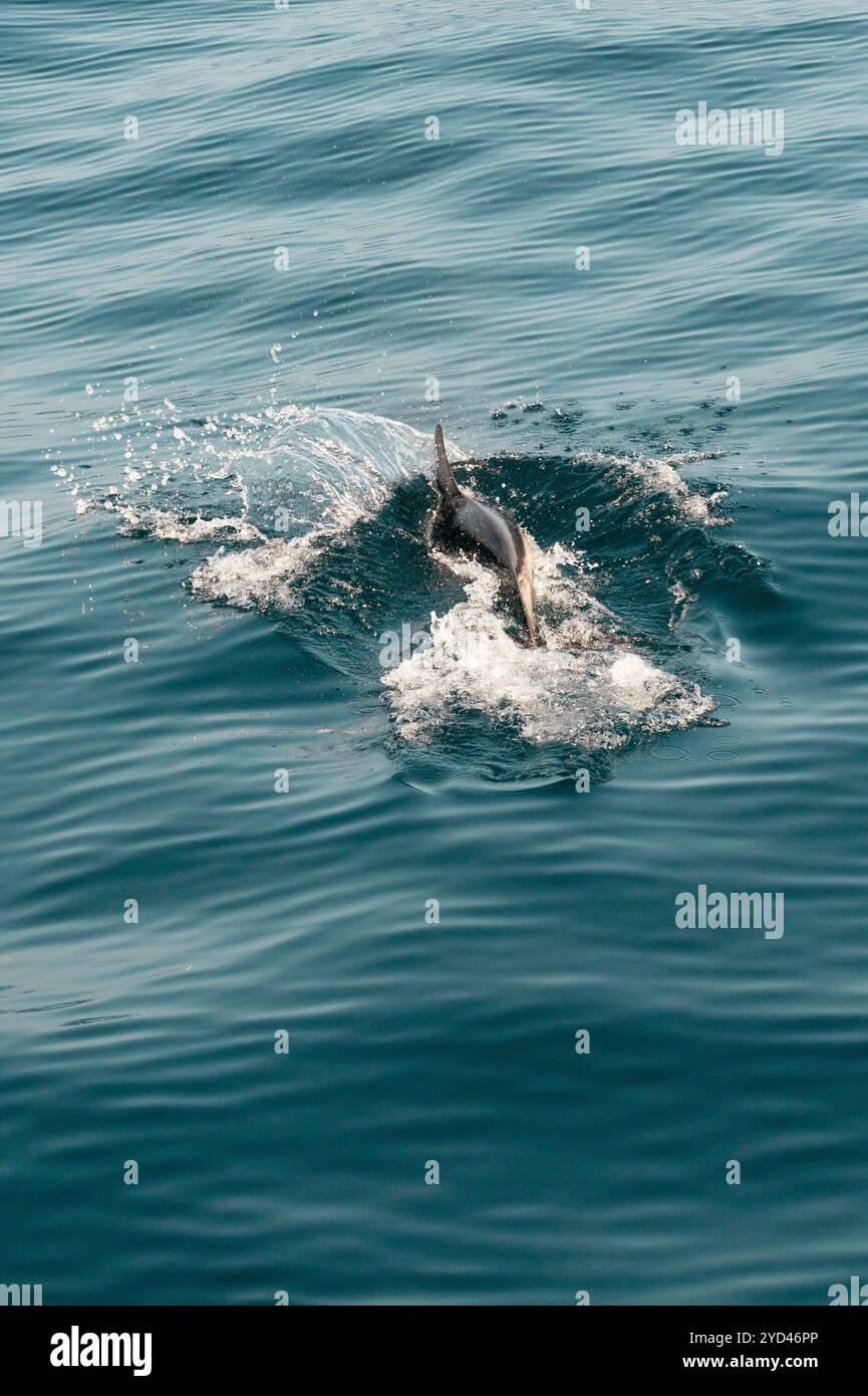 Dolphin making a splash in rippled blue ocean water Stock Photo - Alamy