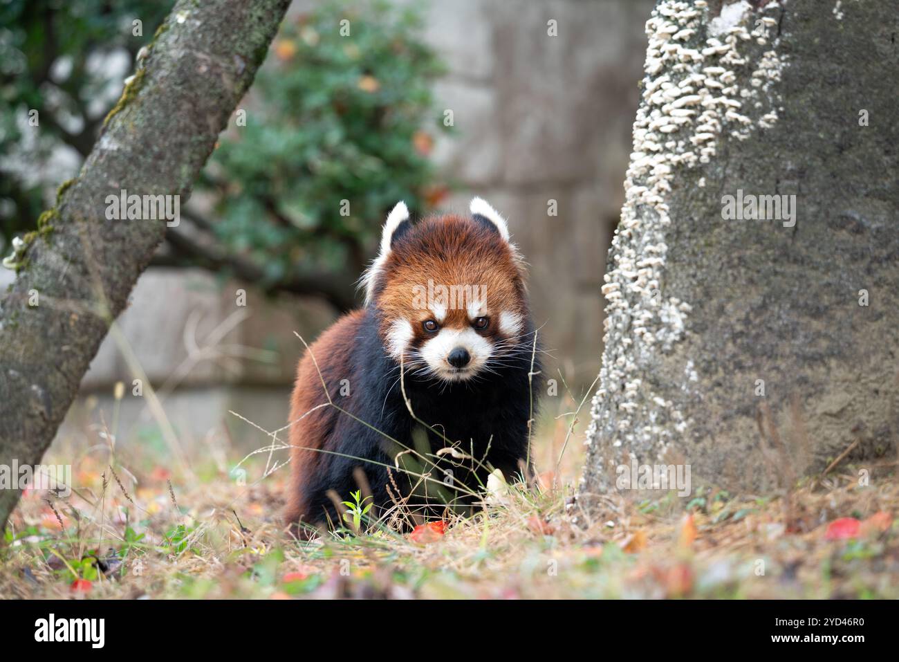 Cute red panda living in a zoo in Japan with tree branch, wooden house ...