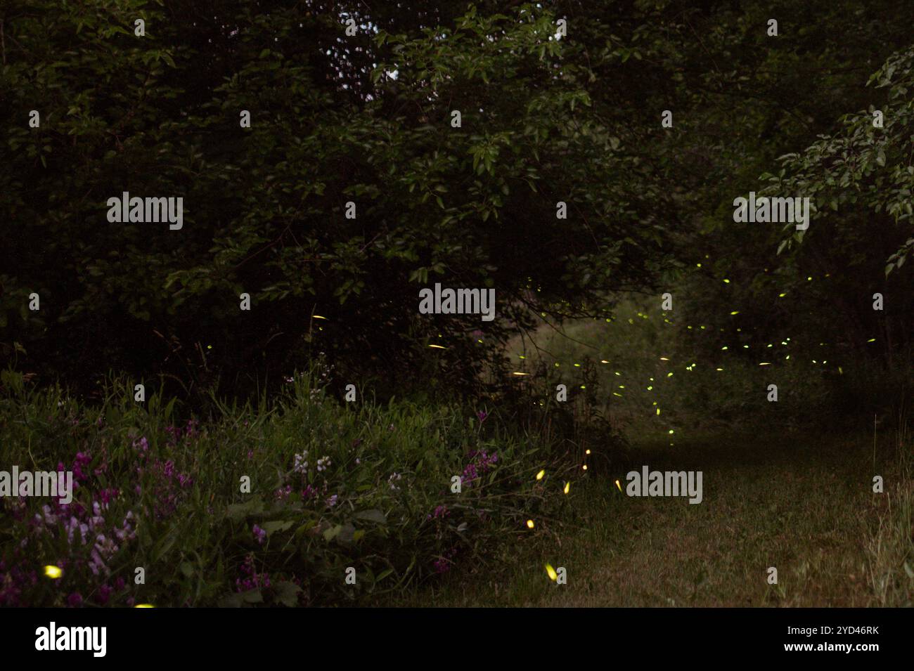 Glow of fireflies following a trail in the woods Stock Photo - Alamy