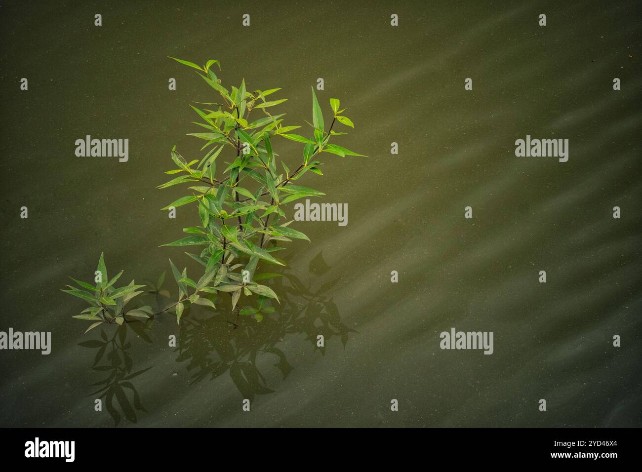 Green mangrove forest view. Mangrove ecosystem Stock Photo - Alamy