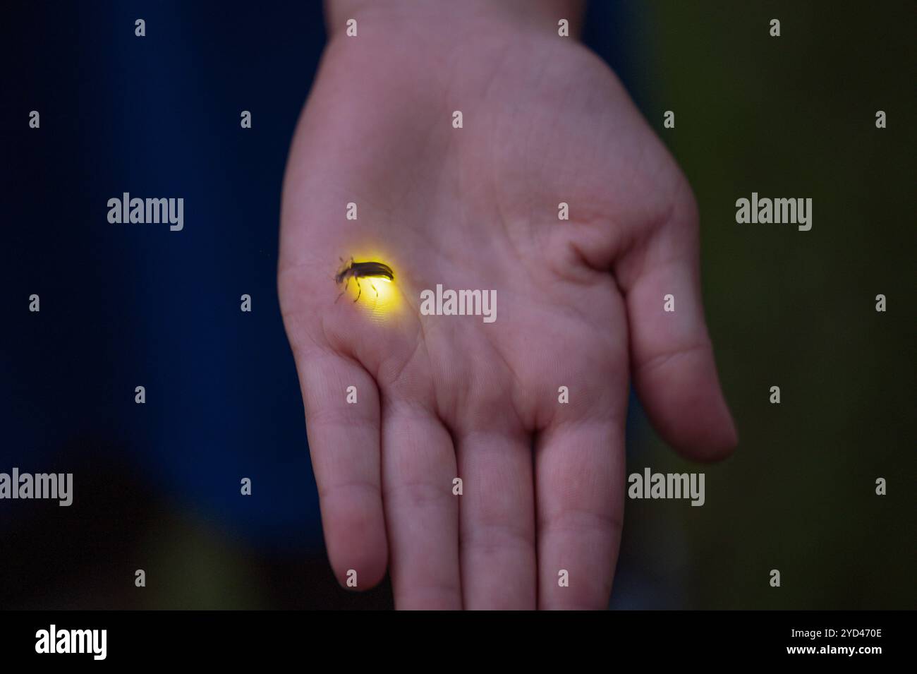 Hand holding bug hi-res stock photography and images - Alamy