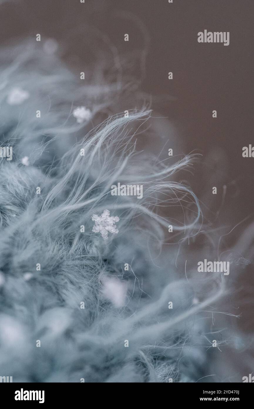 Snowflake wonder hi-res stock photography and images - Alamy