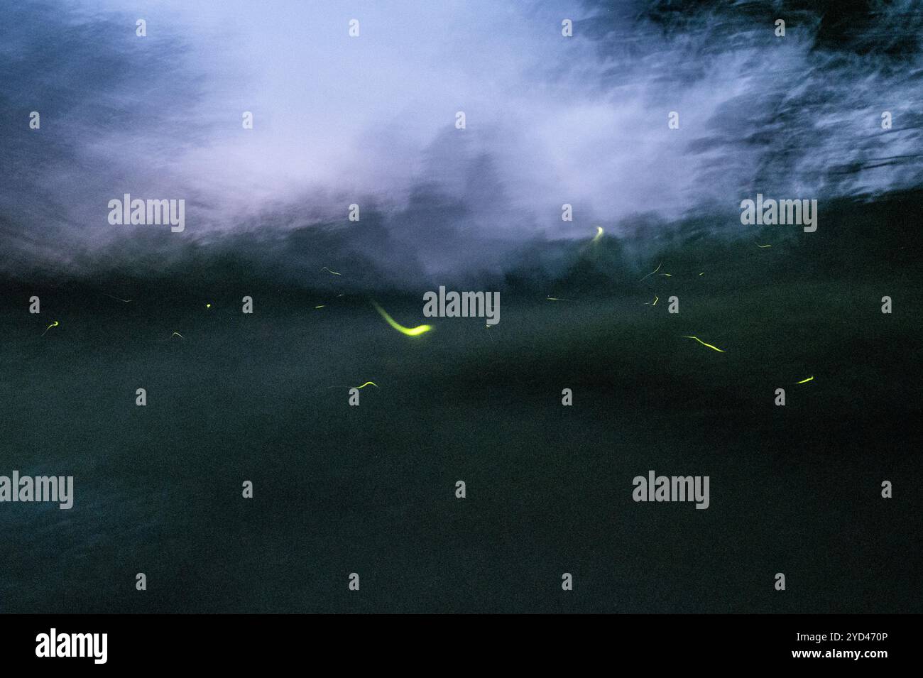 Fireflies glowing at dusk among trees with motion blur Stock Photo - Alamy