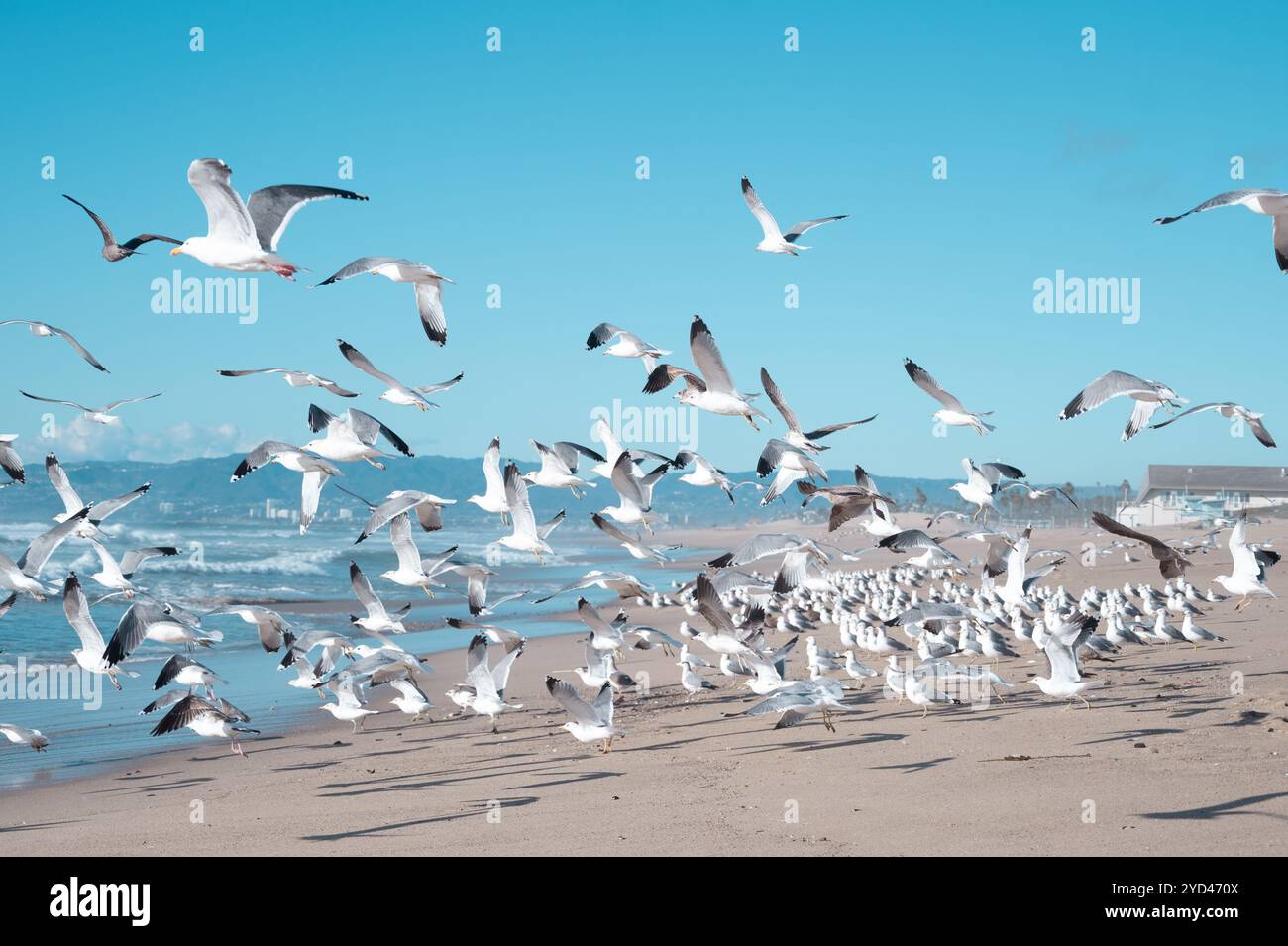 Flock gulls taking off in hi-res stock photography and images - Alamy