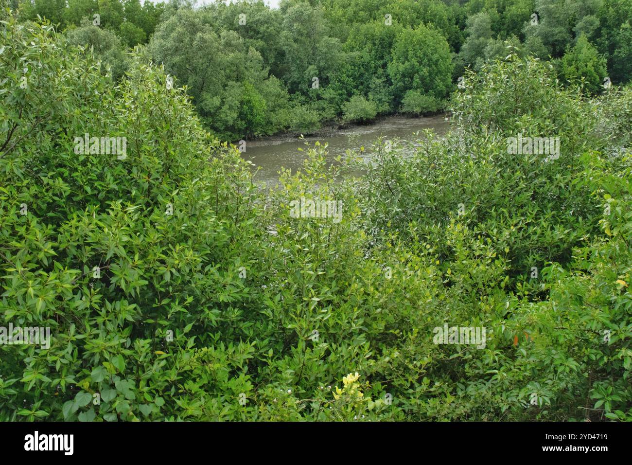 Green mangrove forest view. Mangrove ecosystem Stock Photo - Alamy