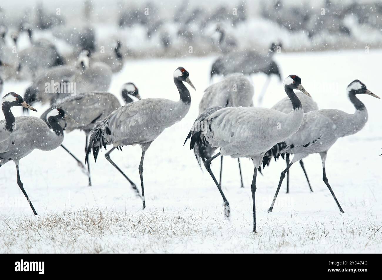 Common cranes walking in the Snowstorm Stock Photo - Alamy