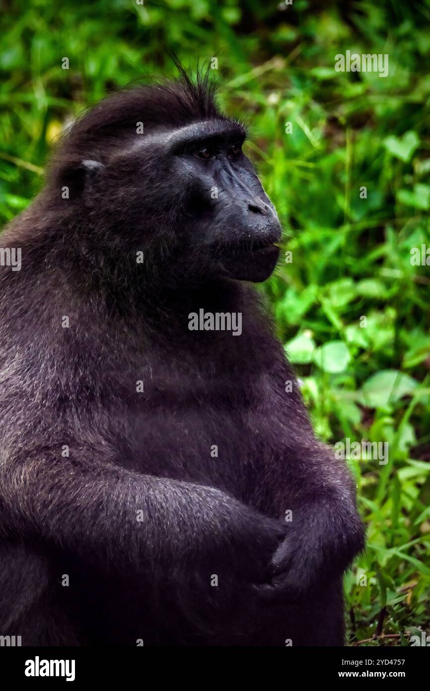 Celebes crested macaque (Macaca nigra), aka the black ape Stock Photo ...