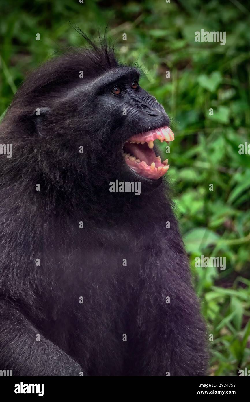 Celebes crested macaque (Macaca nigra), aka the black ape Stock Photo ...