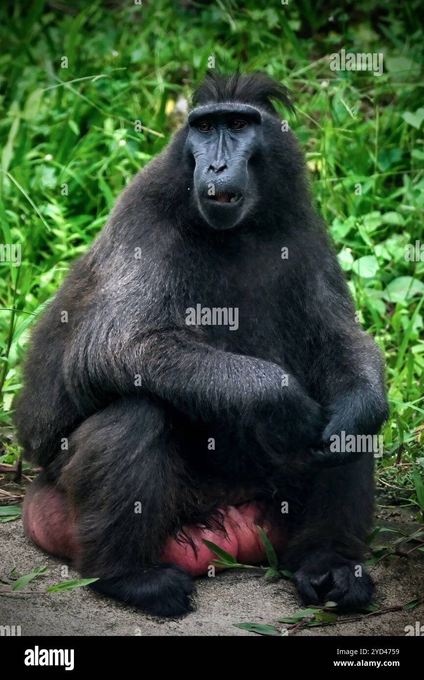 Celebes crested macaque (Macaca nigra), aka the black ape Stock Photo ...