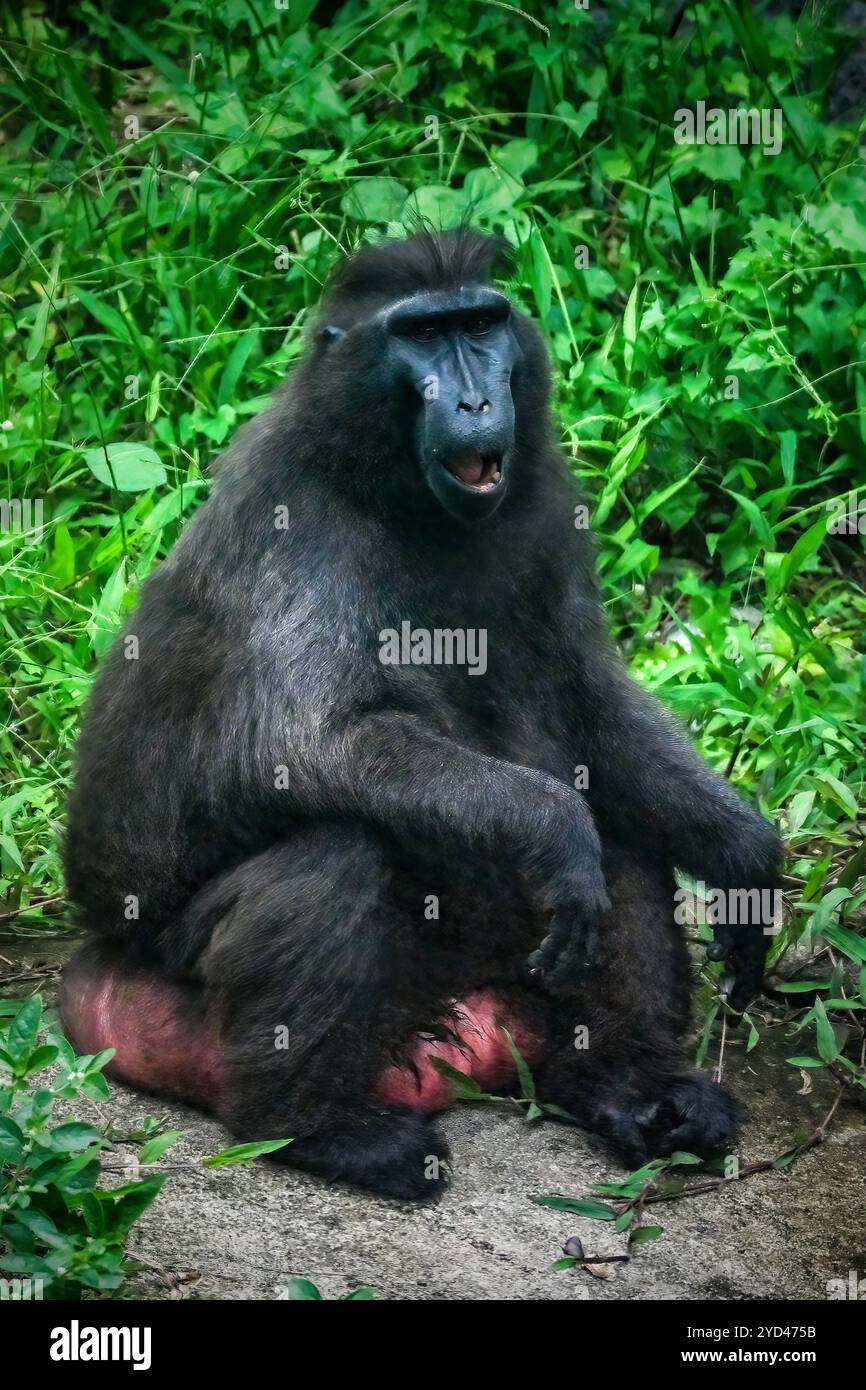 Celebes crested macaque (Macaca nigra), aka the black ape Stock Photo ...