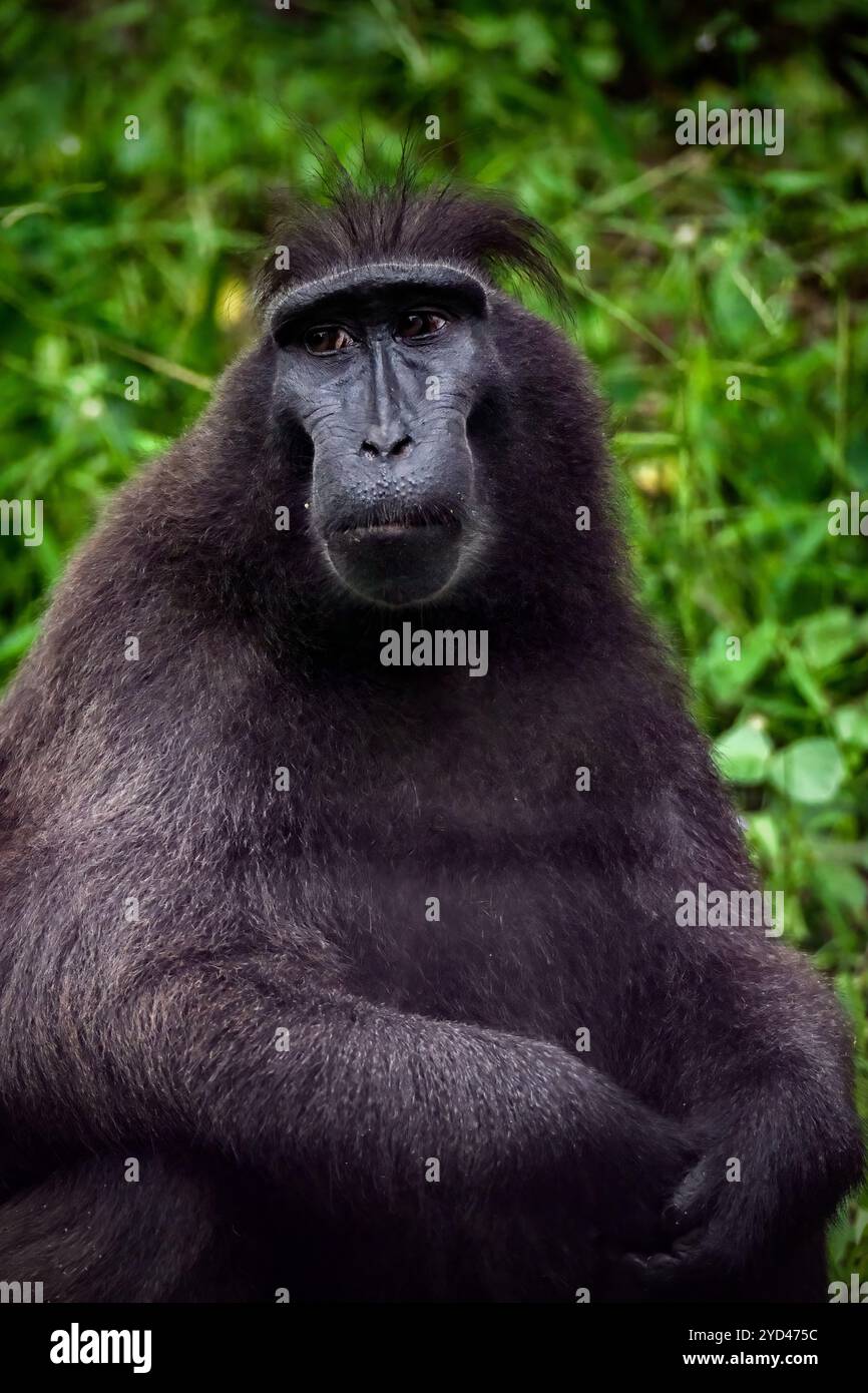 Celebes crested macaque (Macaca nigra), aka the black ape Stock Photo ...