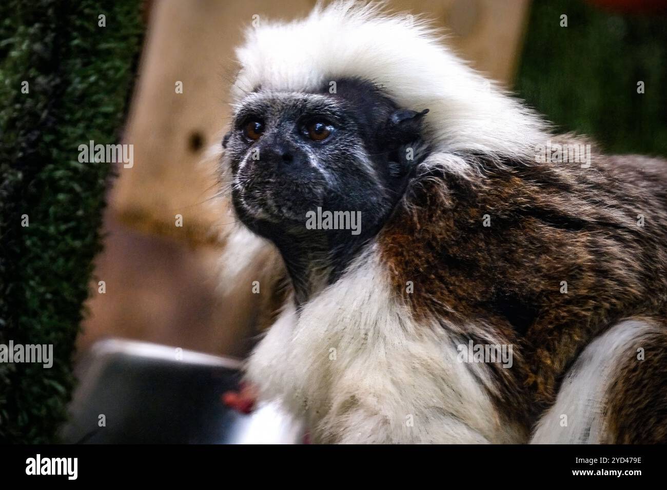 Portrait of cotton top tamarin Stock Photo - Alamy
