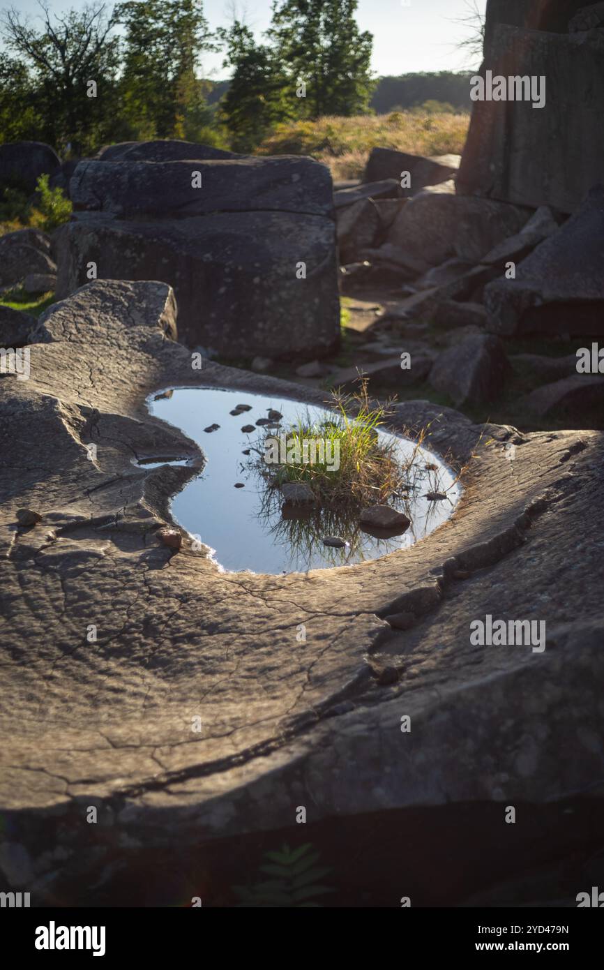 Grass in a puddle on a rock lit by the sun Stock Photo - Alamy