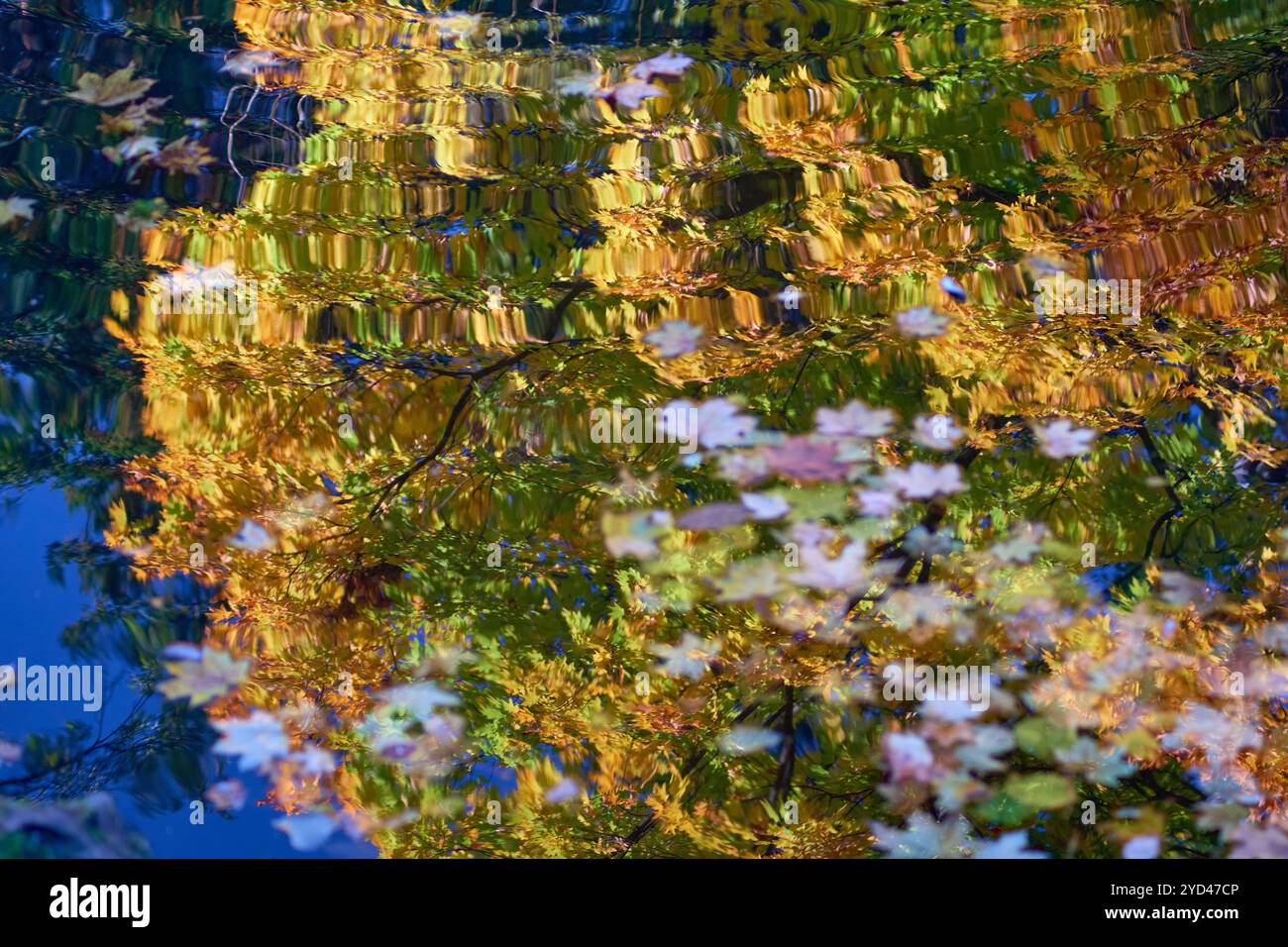 Autumn Tree Reflection in Rippling Water, blur and selective focus ...
