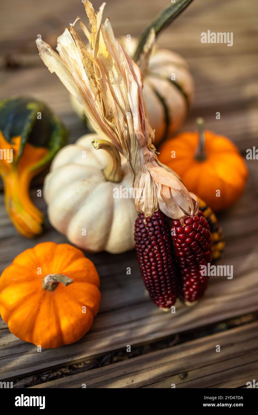 pile of Indian corn, gourds, and mini pumpkins in warm lighting Stock ...