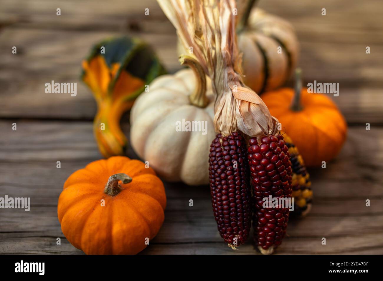 pile of Indian corn, gourds, and mini pumpkins in warm lighting Stock ...