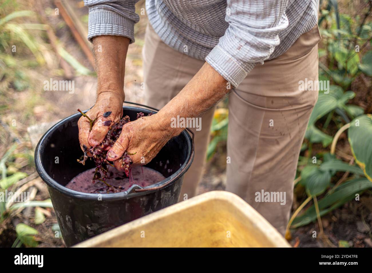 Making alcohol at home. Wine made from berries with your own hands ...
