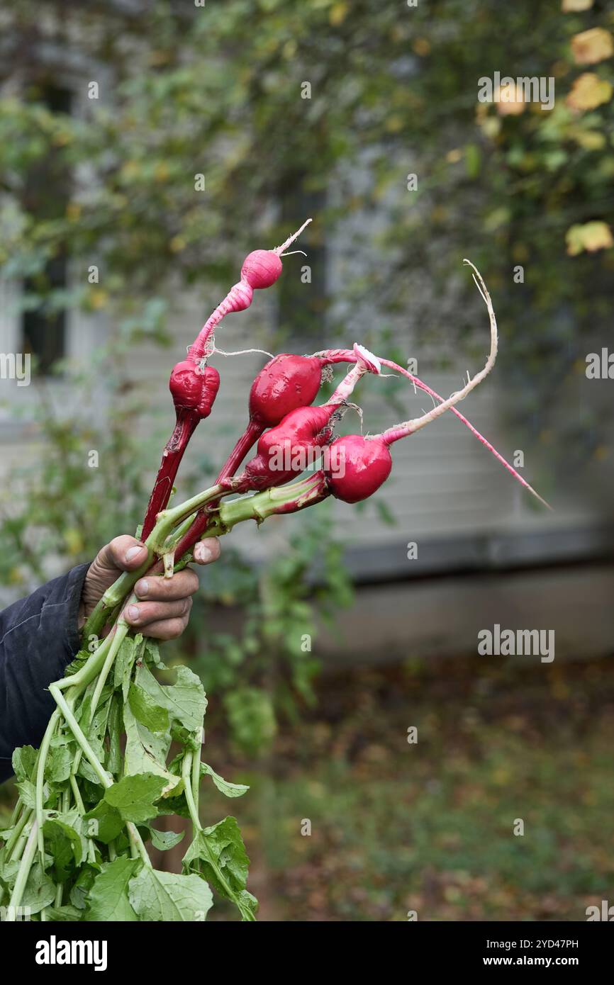 Funny ugly unconventional red radish in hand male farmer on greenery ...