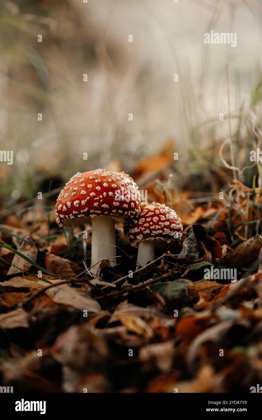 Toadstool photography hi-res stock photography and images - Alamy