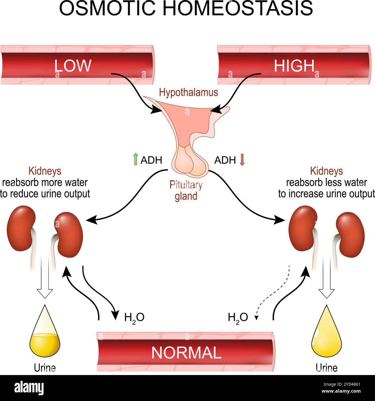 Osmotic balance. Homeostasis. Osmoregulation. Body water regulation ...