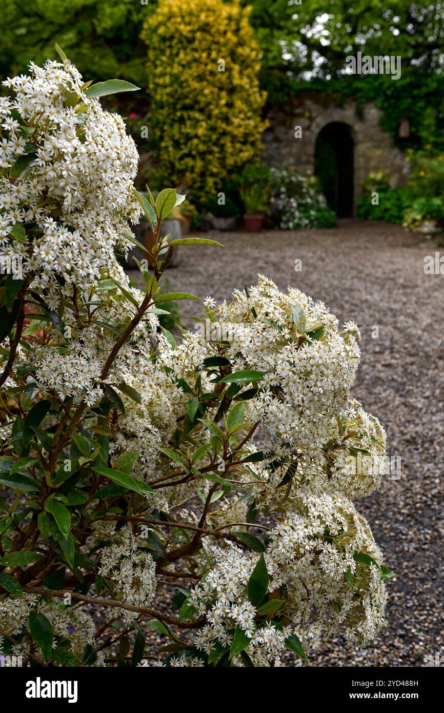Olearia x haastii,white flower,white flowers,evergreen,evergreens ...