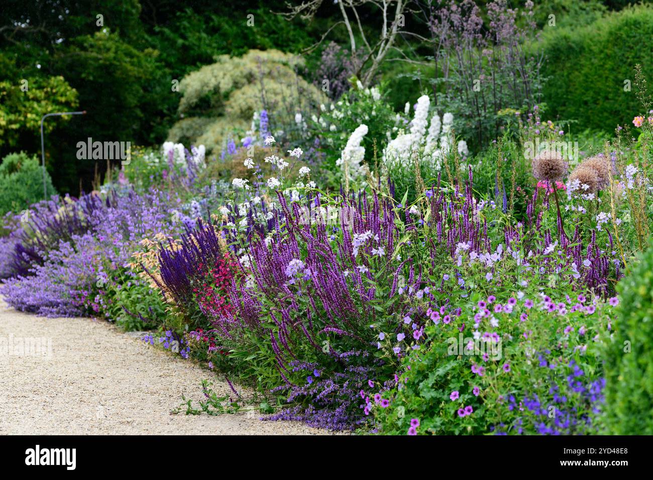 perennial border,june in the garden,mixed perennials,salvia,geranium ...