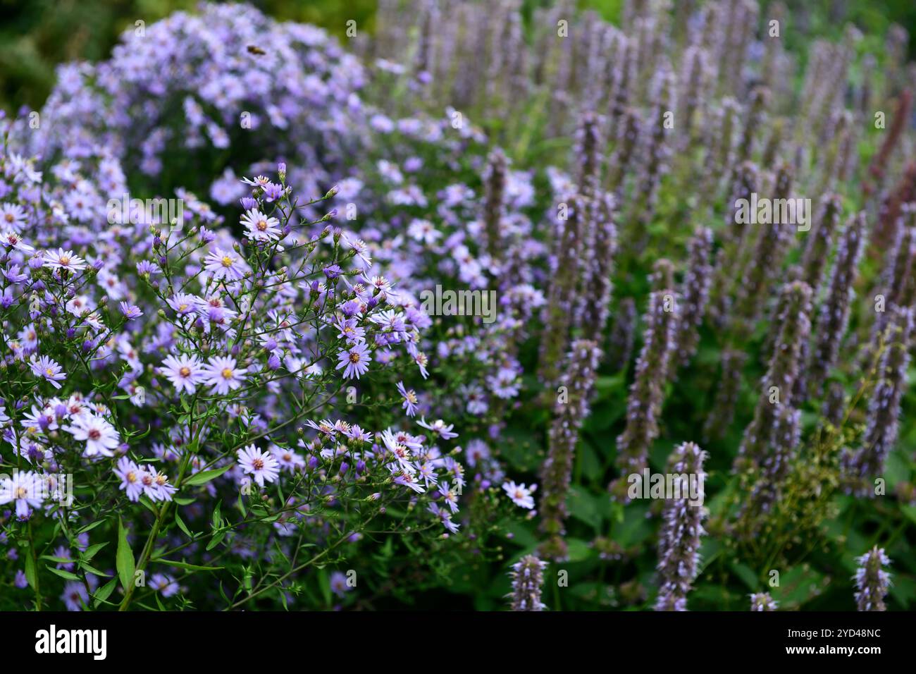 Aster Little Carlow,Symphyotrichum Little Carlow,cordifolium hybrid ...