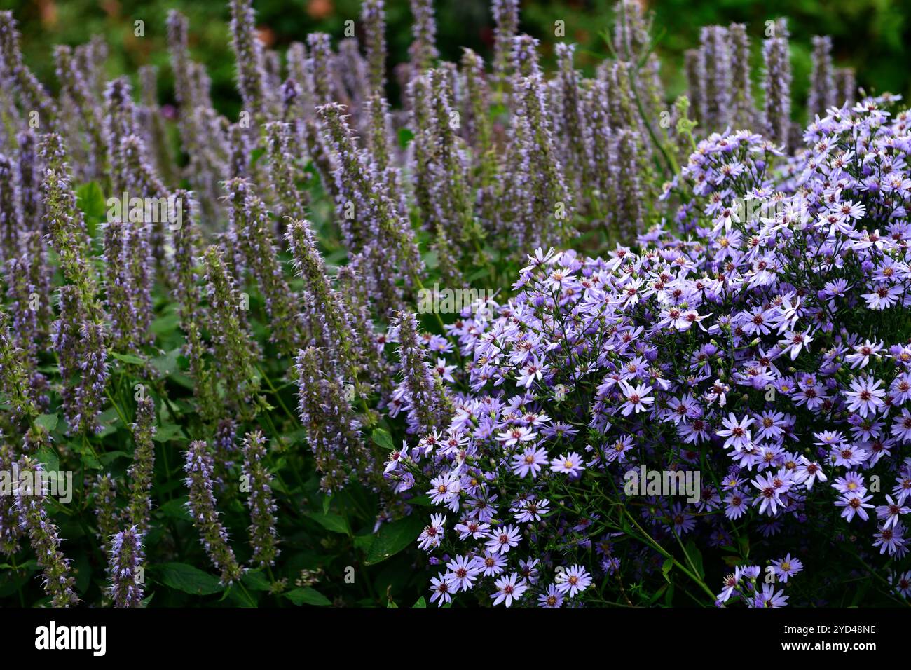 Aster Little Carlow,Symphyotrichum Little Carlow,cordifolium hybrid ...