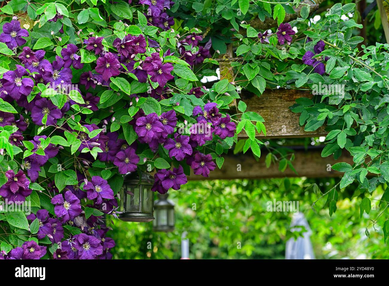 clematis viticella etoile violette,purple,flowers,flower,flowering ...