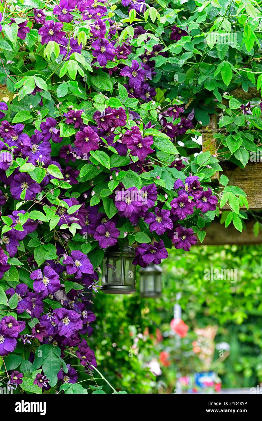 clematis viticella etoile violette,purple,flowers,flower,flowering ...