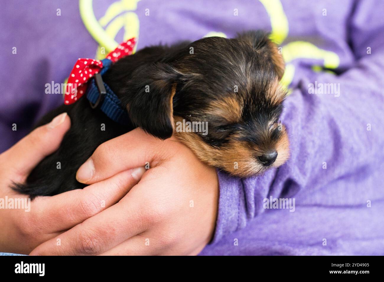 A tiny Yorkshire Terrier puppy sleeps peacefully in gentle hands Stock ...