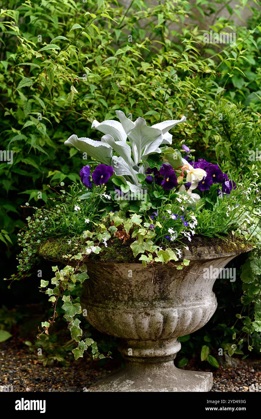 Senecio candicans angel wings,ivy,viola,lobelia,leaves,foliage,pot ...