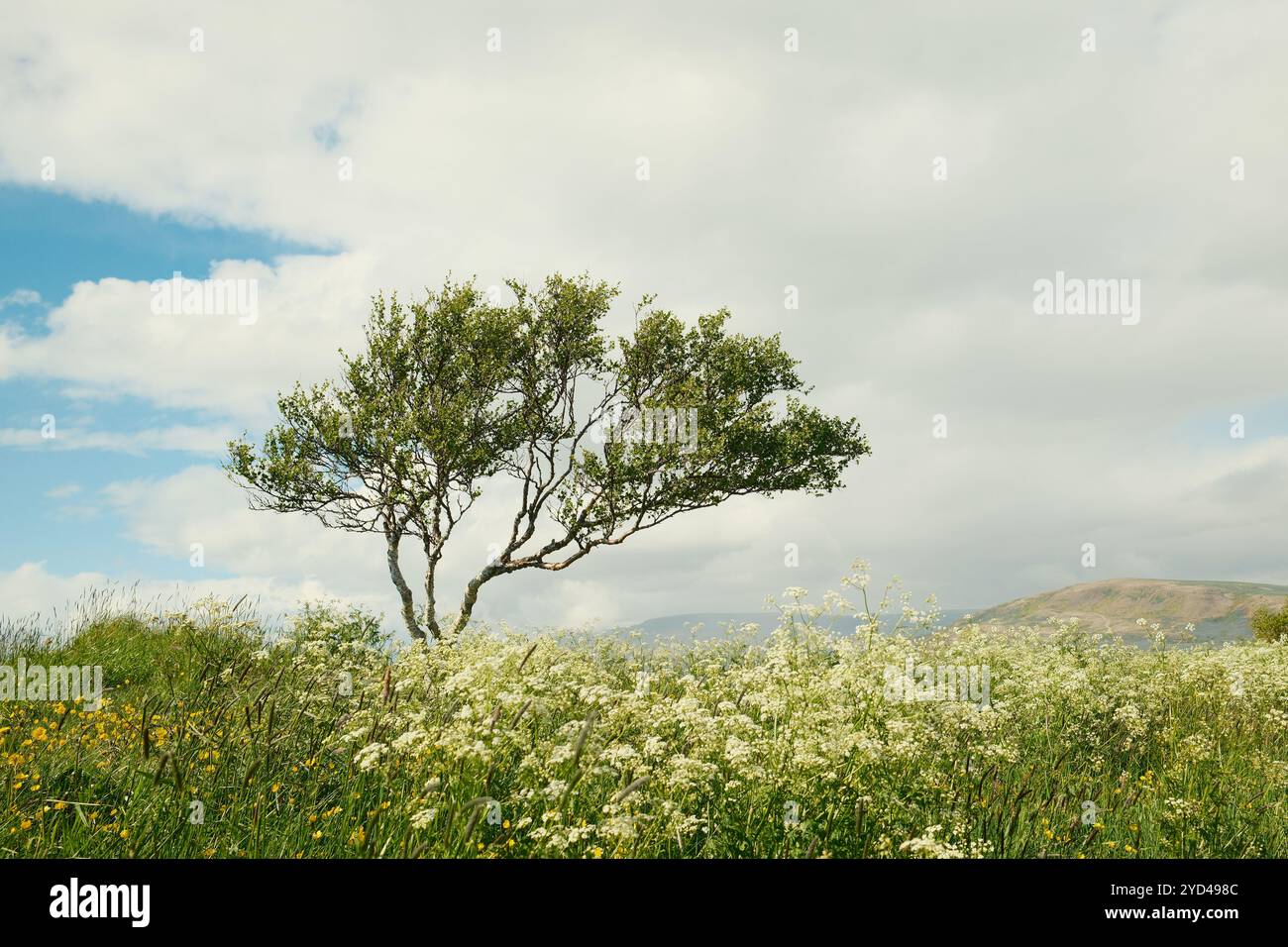 Growing flowering shrubs and tree in field Stock Photo - Alamy