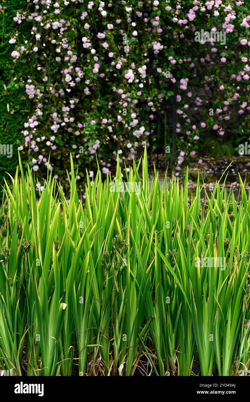 Iris pseudacorus Variegata,yellow flag iris Variegata,variegated yellow ...