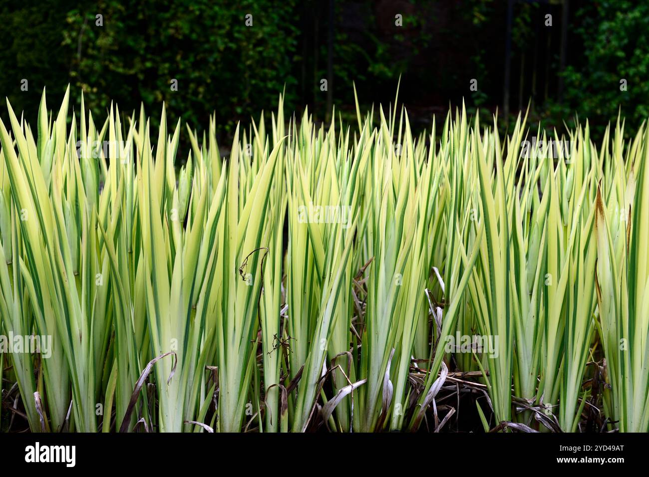 Iris pseudacorus Variegata,yellow flag iris Variegata,variegated yellow ...