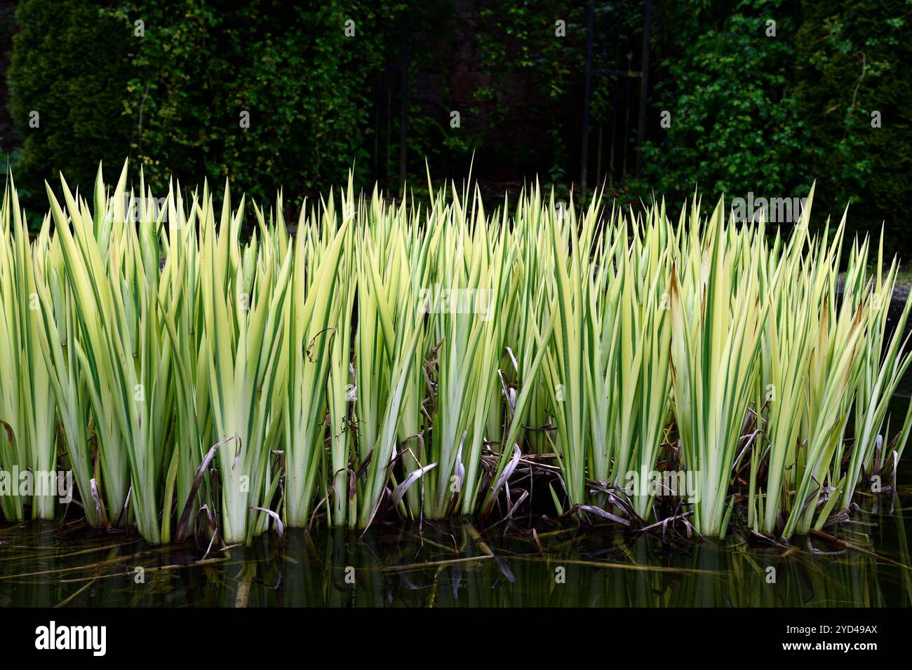 Iris pseudacorus Variegata,yellow flag iris Variegata,variegated yellow ...