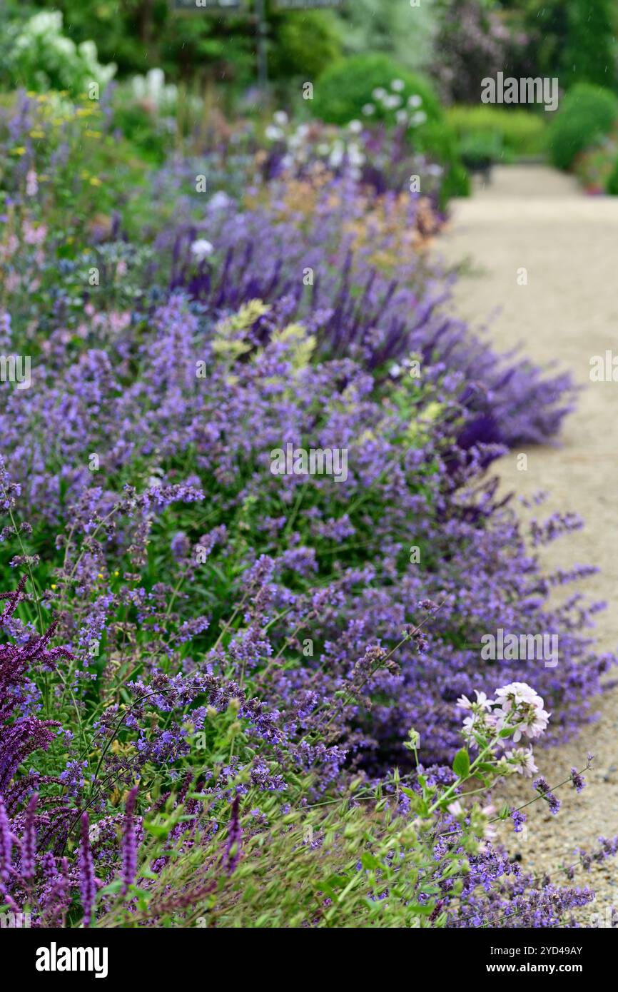 Nepeta edging hi-res stock photography and images - Alamy